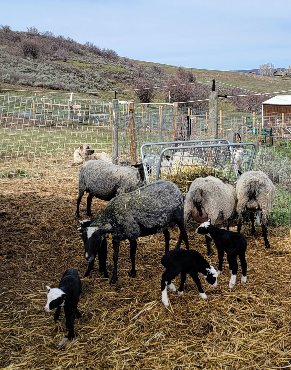 Romanov-Sheep - emeraldmtnranch.com