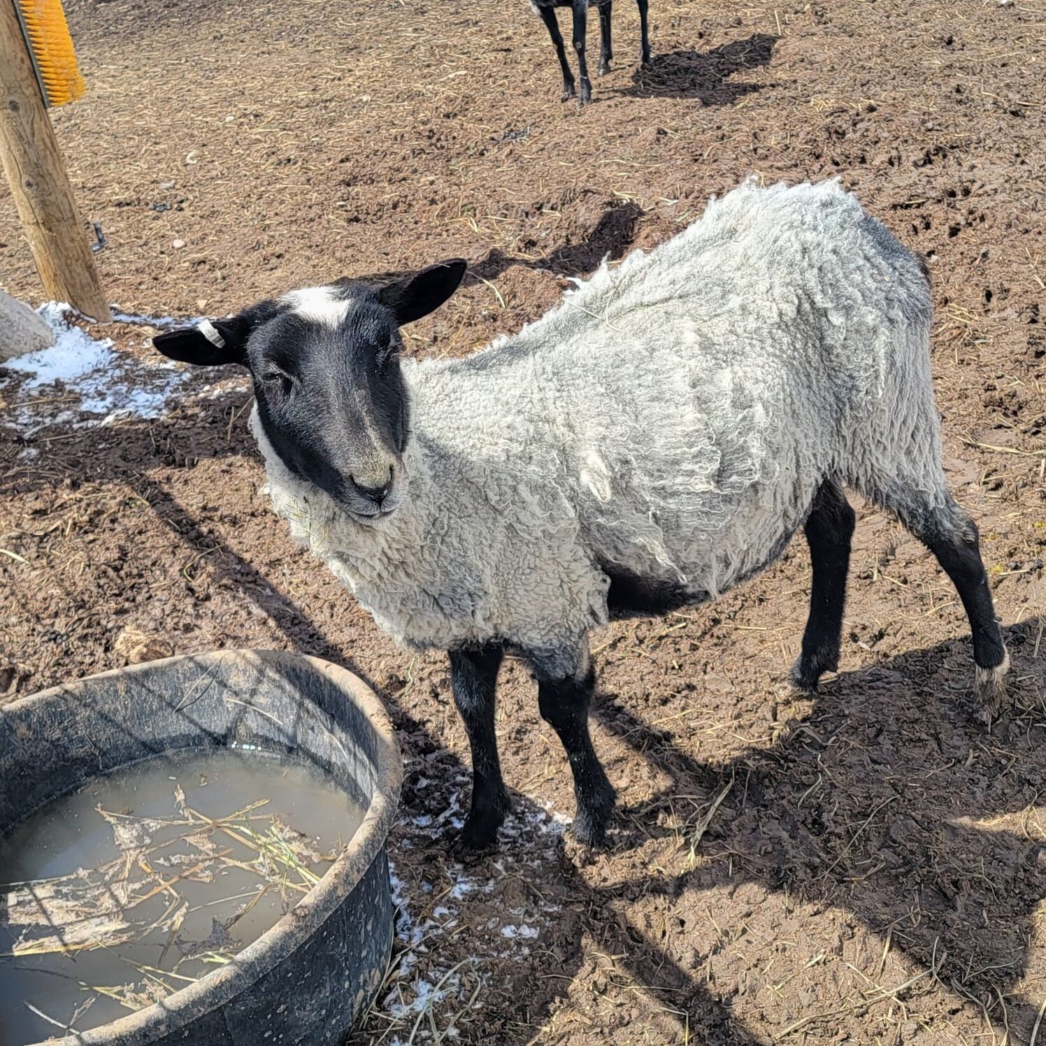 Romanov-Sheep - emeraldmtnranch.com